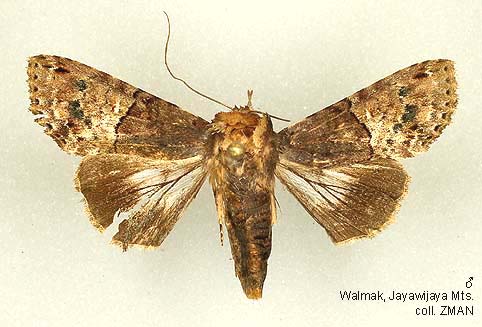 Papua Insects Foundation (Lepidoptera/Euteliidae/Stictopterinae ...